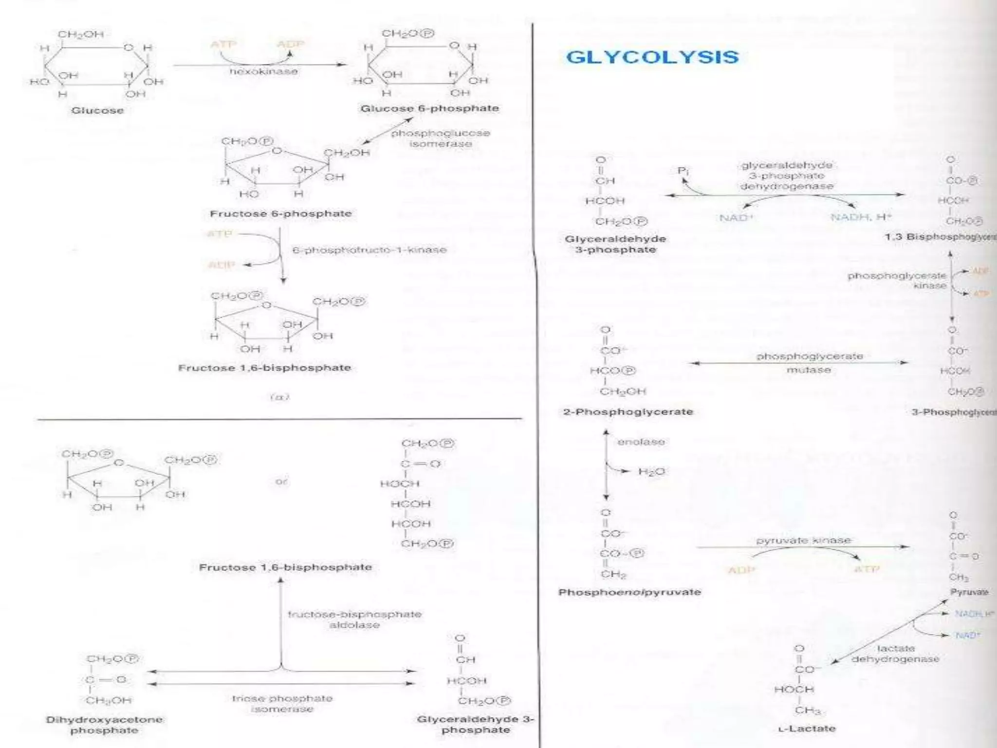 CHO Metabolism.ppt