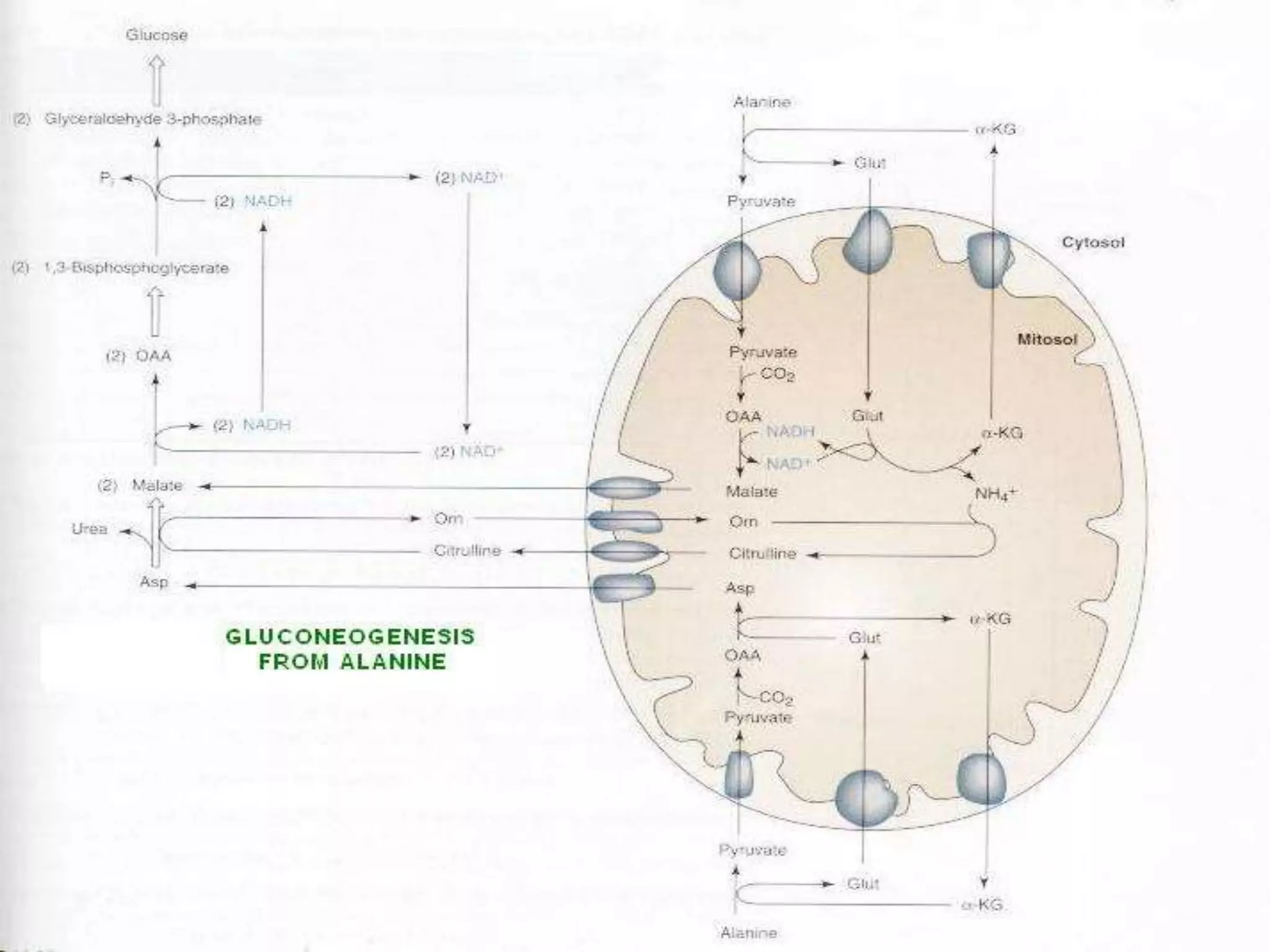CHO Metabolism.ppt