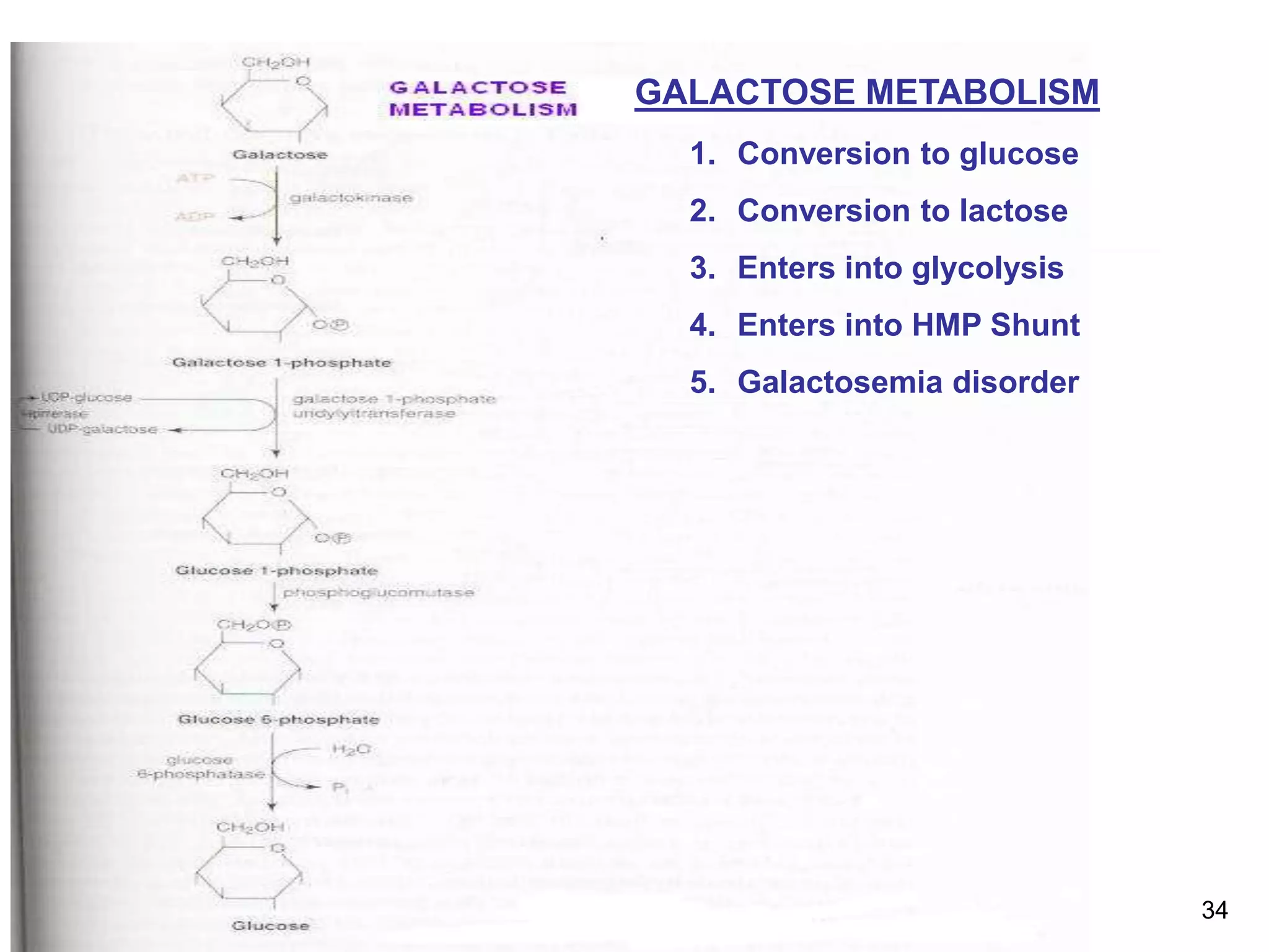 CHO Metabolism.ppt