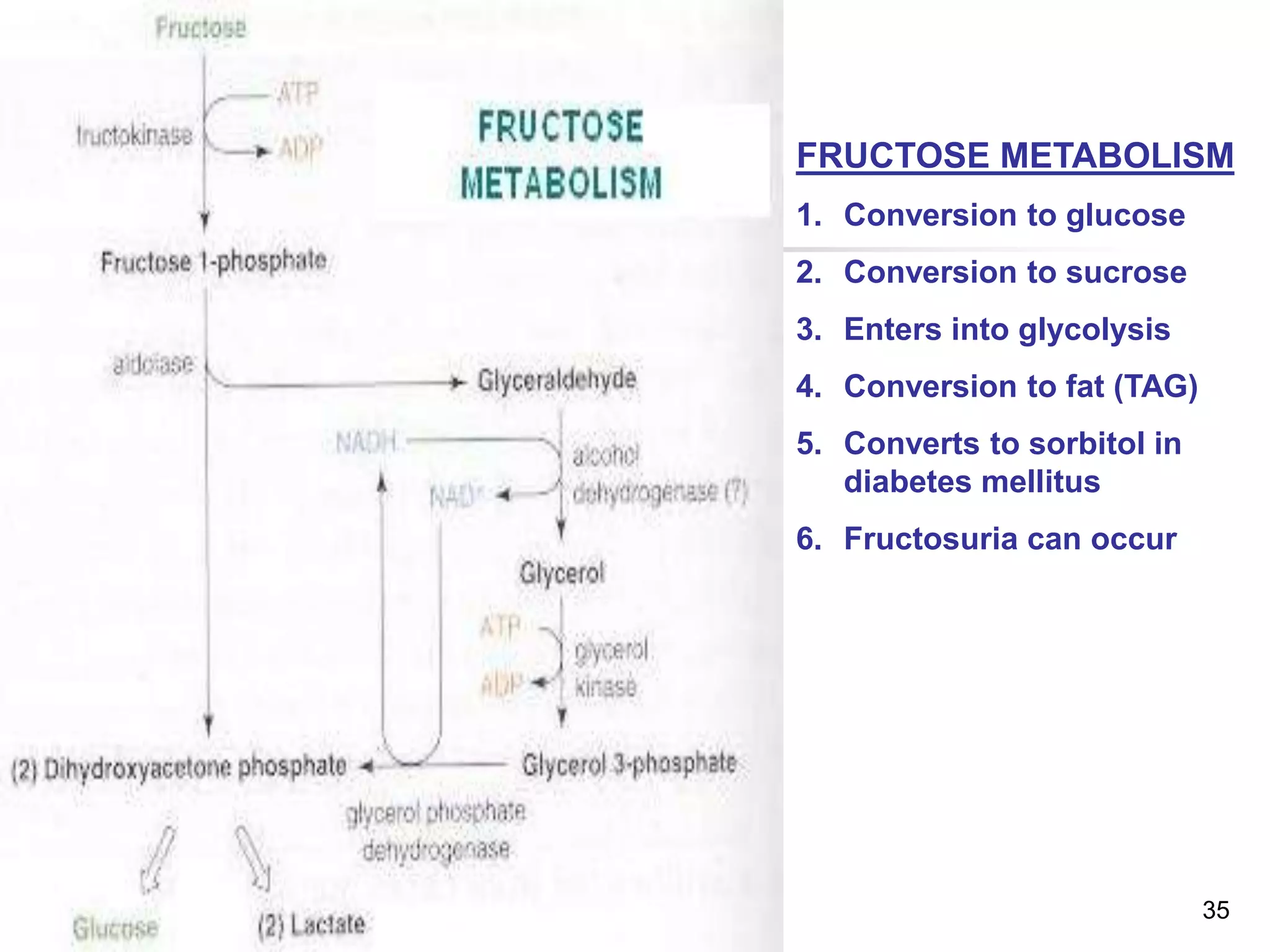 CHO Metabolism.ppt