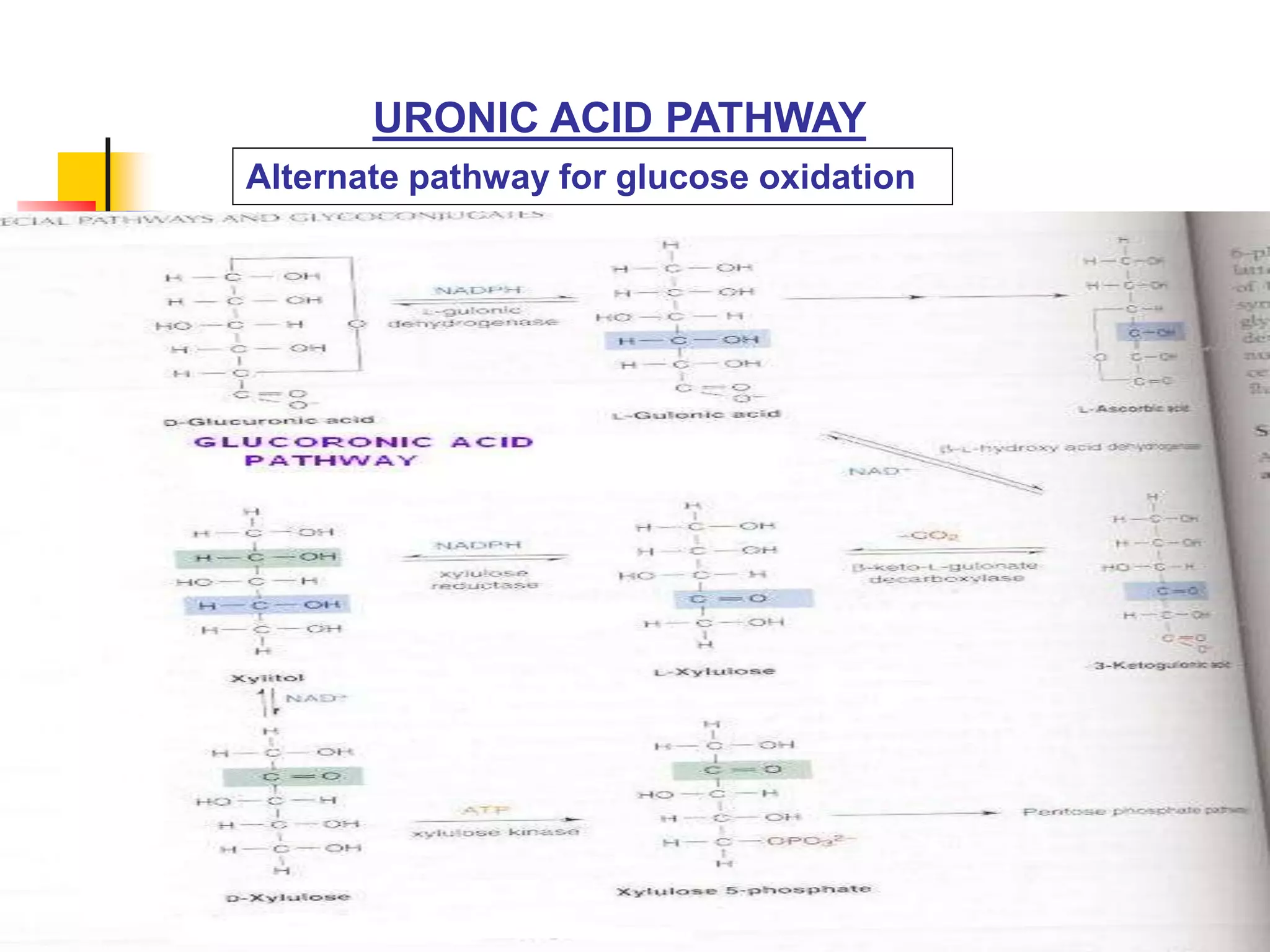 CHO Metabolism.ppt
