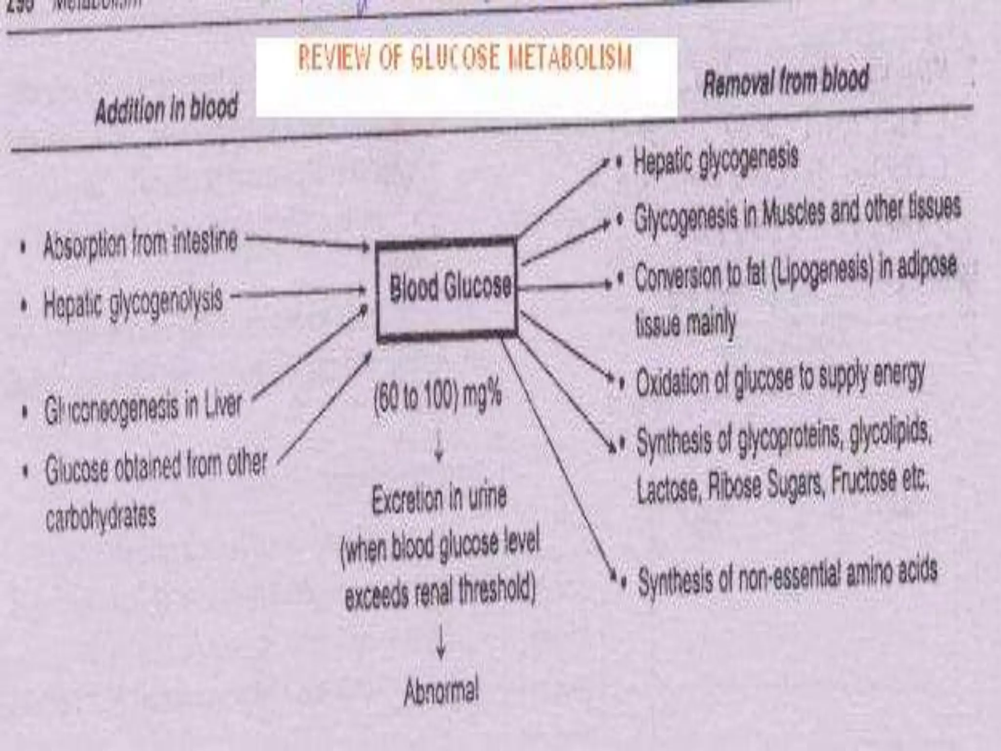 CHO Metabolism.ppt