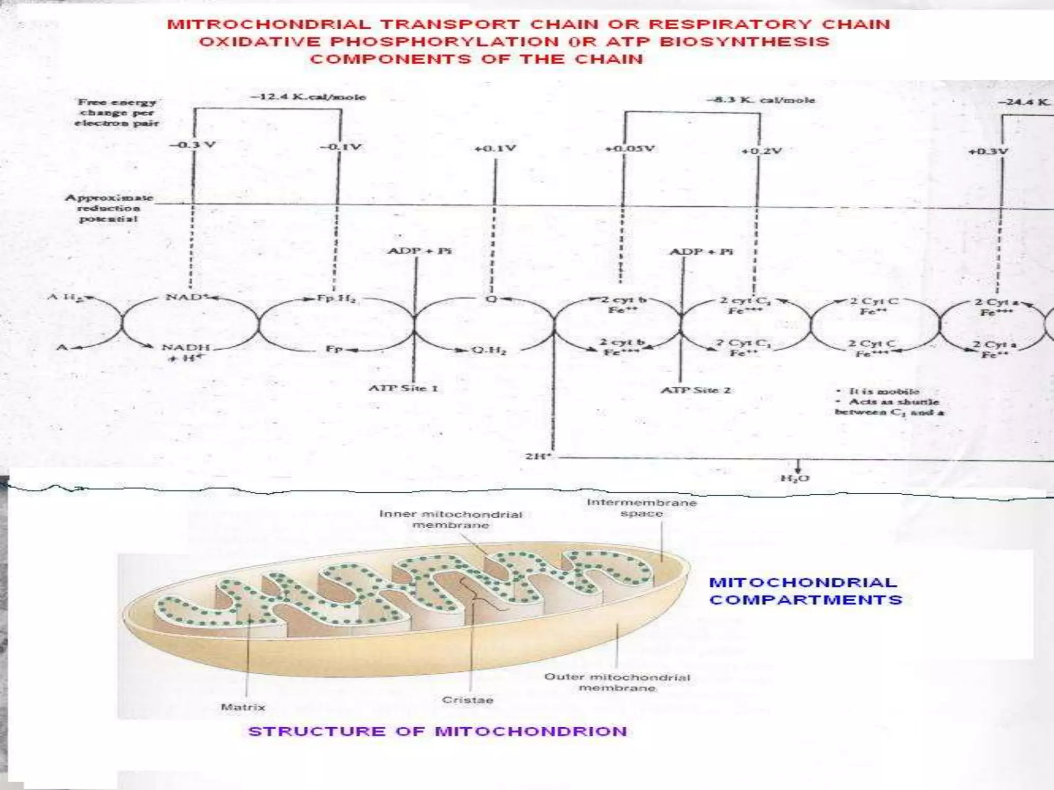 CHO Metabolism.ppt