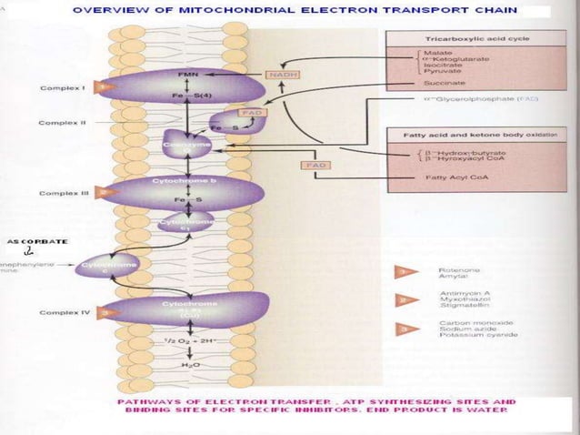 CHO Metabolism.ppt | Endocrine and Metabolic Diseases | Diseases and ...