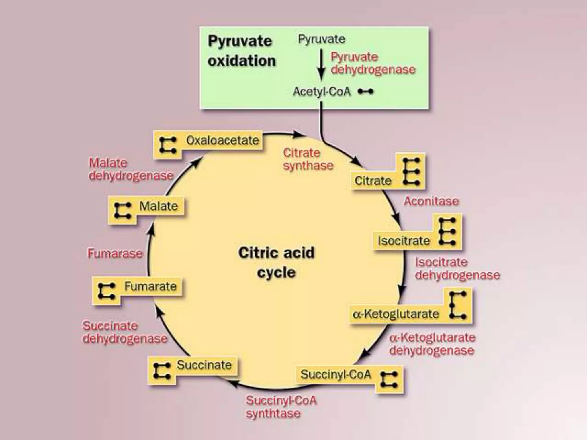 CHO metabolism MDBC803.ppt