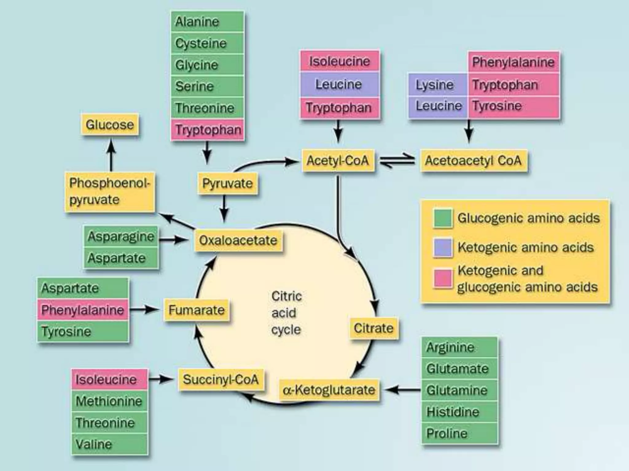CHO metabolism MDBC803.ppt