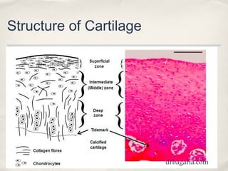 Chondral Injuries - Current Concepts in Management & Cartilage ...