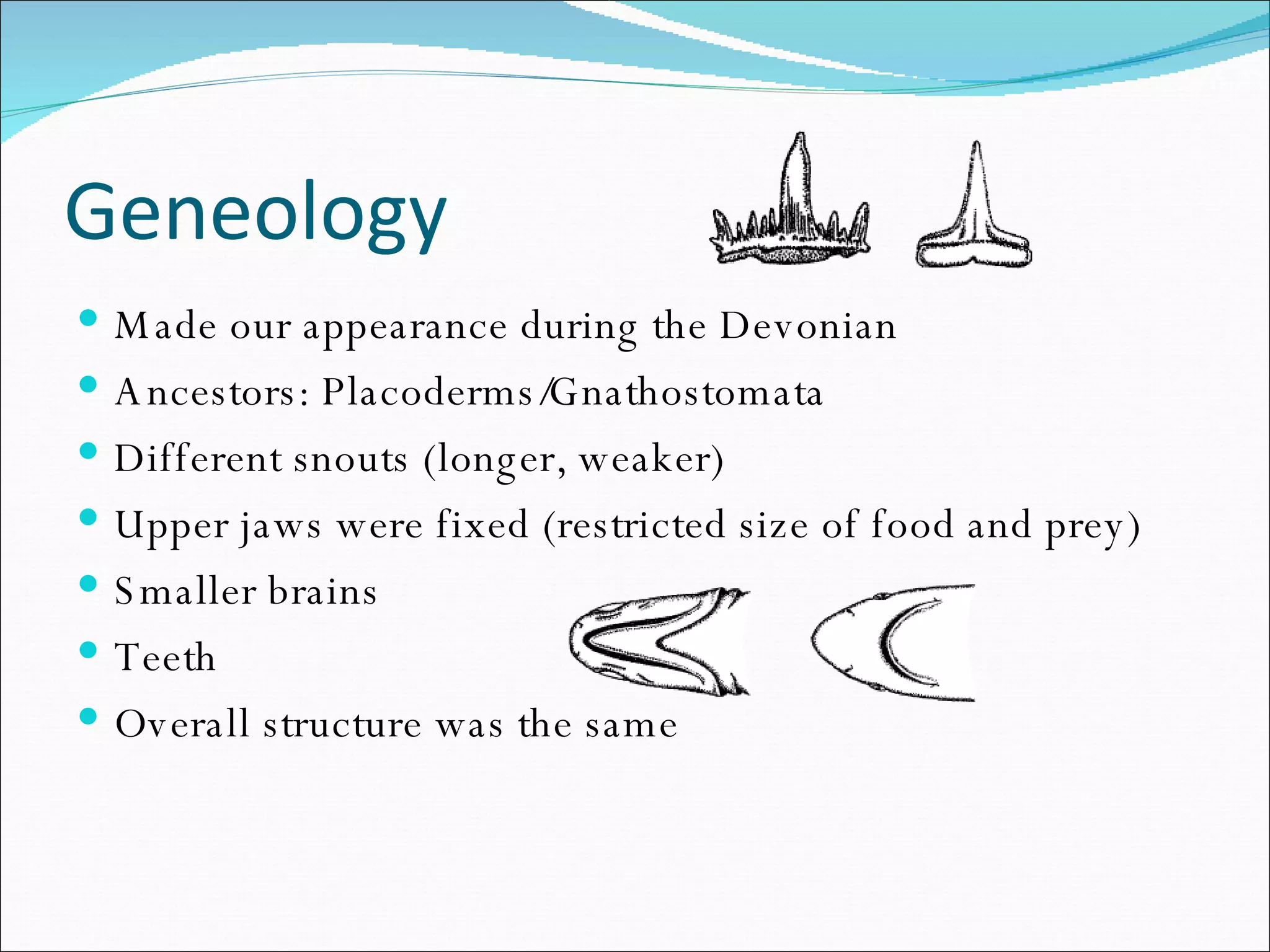Chondrichthyes | PPT