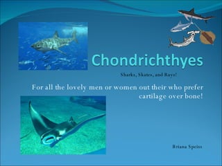 Chondrichthyes Rays