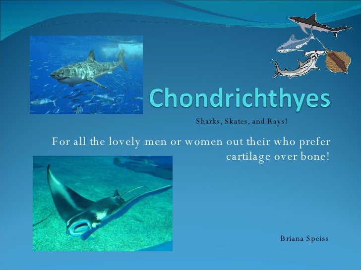 Chondrichthyes.