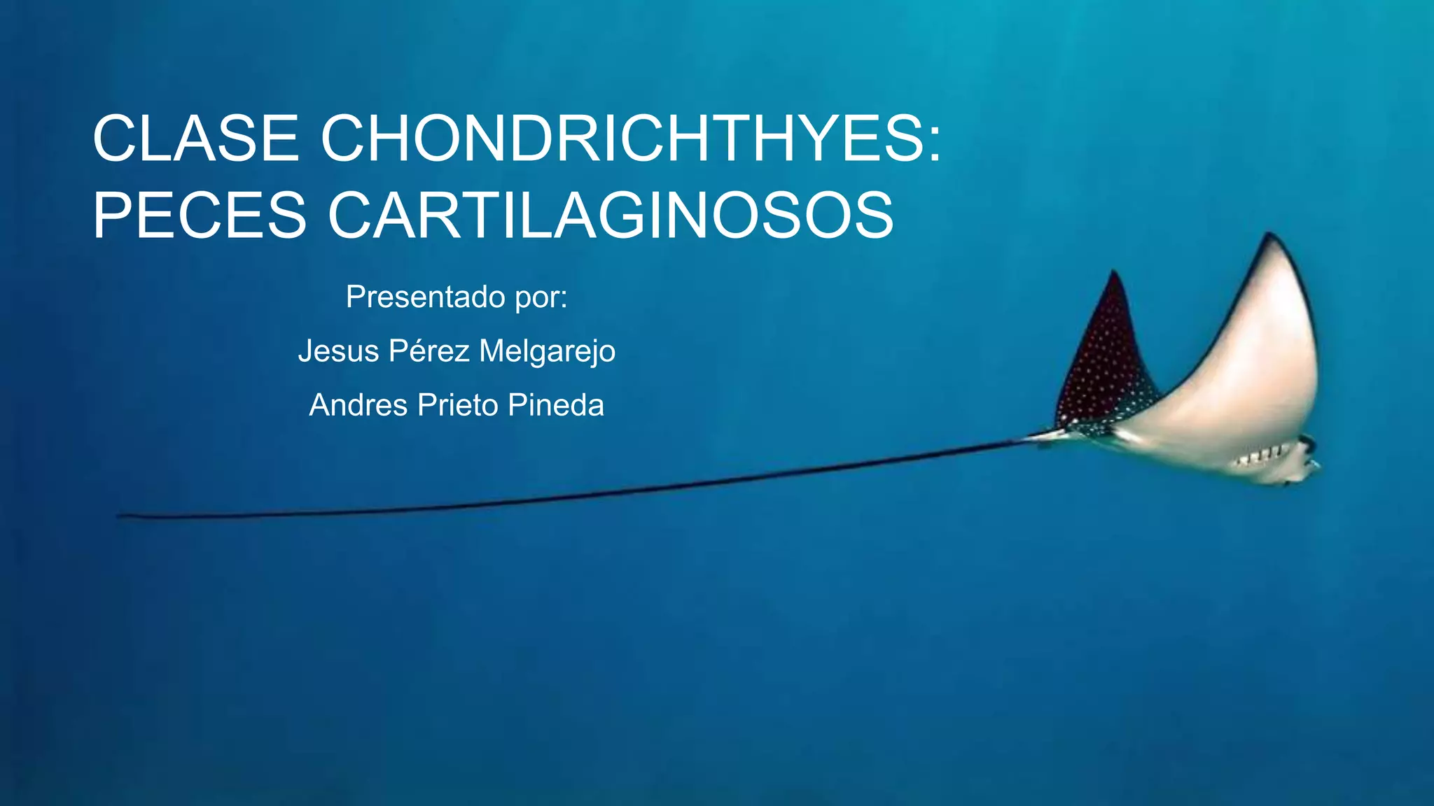 Chondrichthyes: Peces Cartilagenosos | PPTX | Fish and Aquariums | Pets