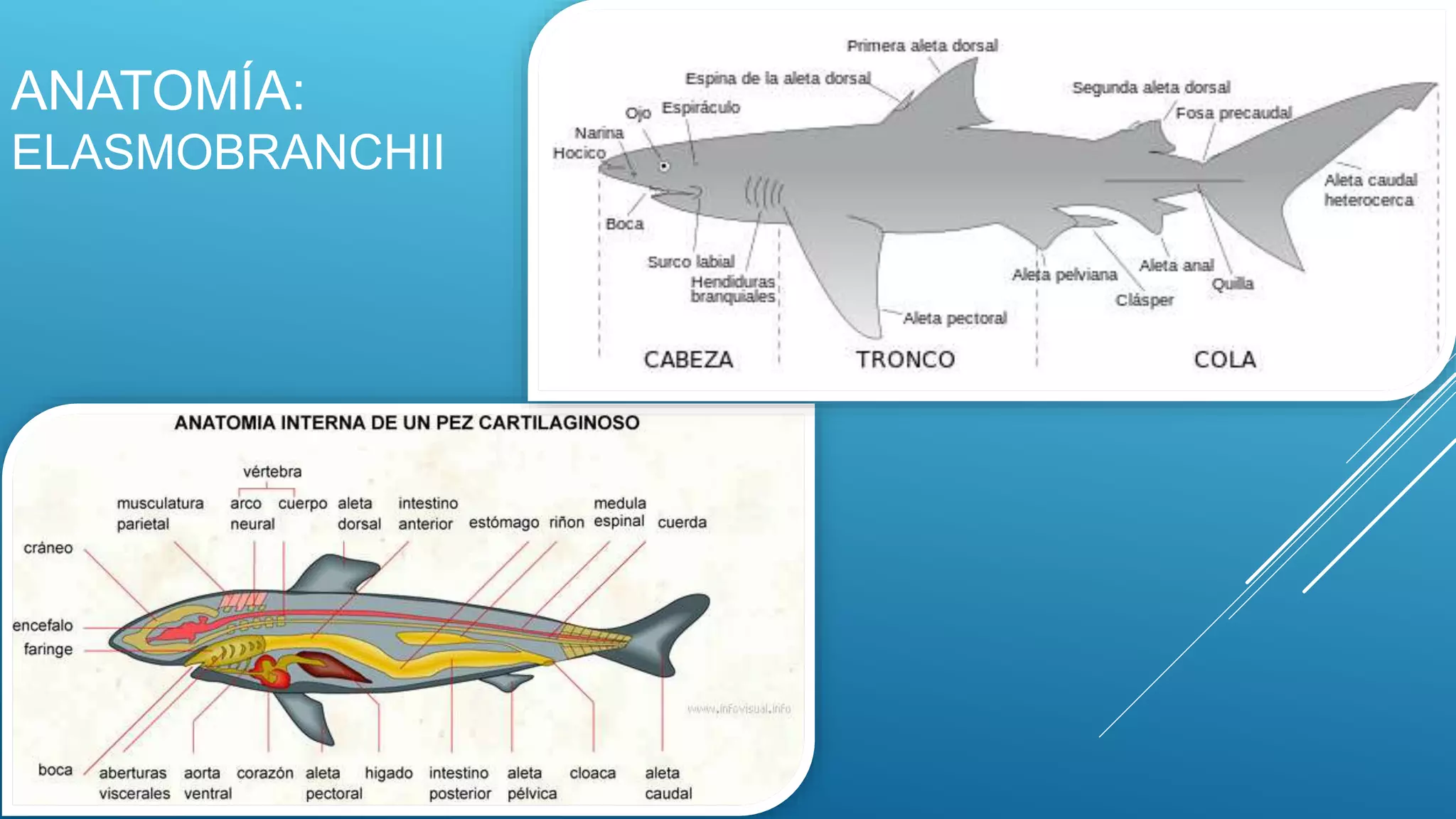 Chondrichthyes: Peces Cartilagenosos | PPT