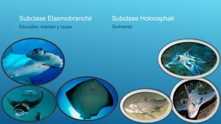 Chondrichthyes: Peces Cartilagenosos | PPTX