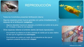Chondrichthyes: Peces Cartilagenosos | PPTX