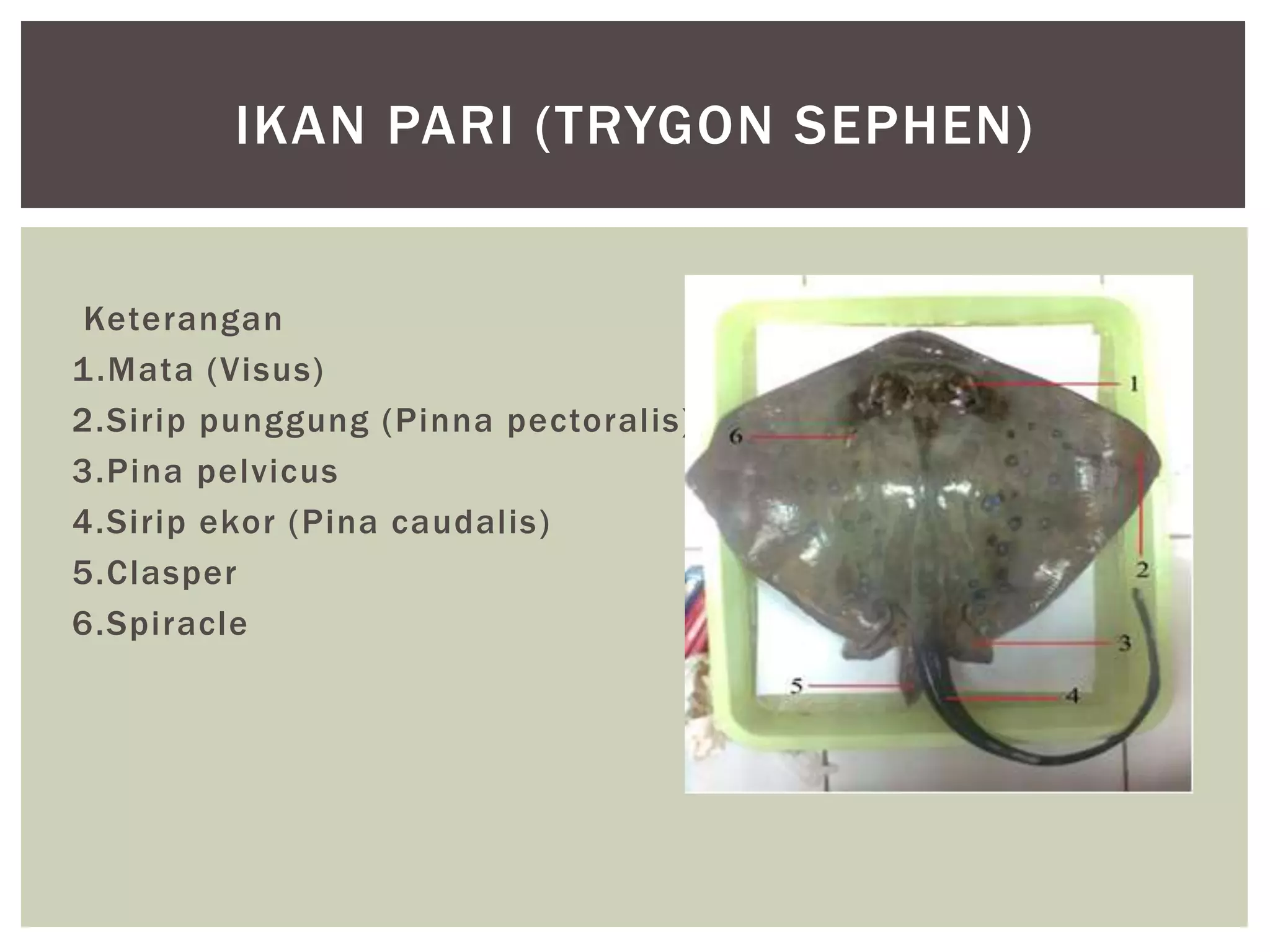 kelas Chondrichthyes (Smk Duta Pratama Indonesia) | PPTX