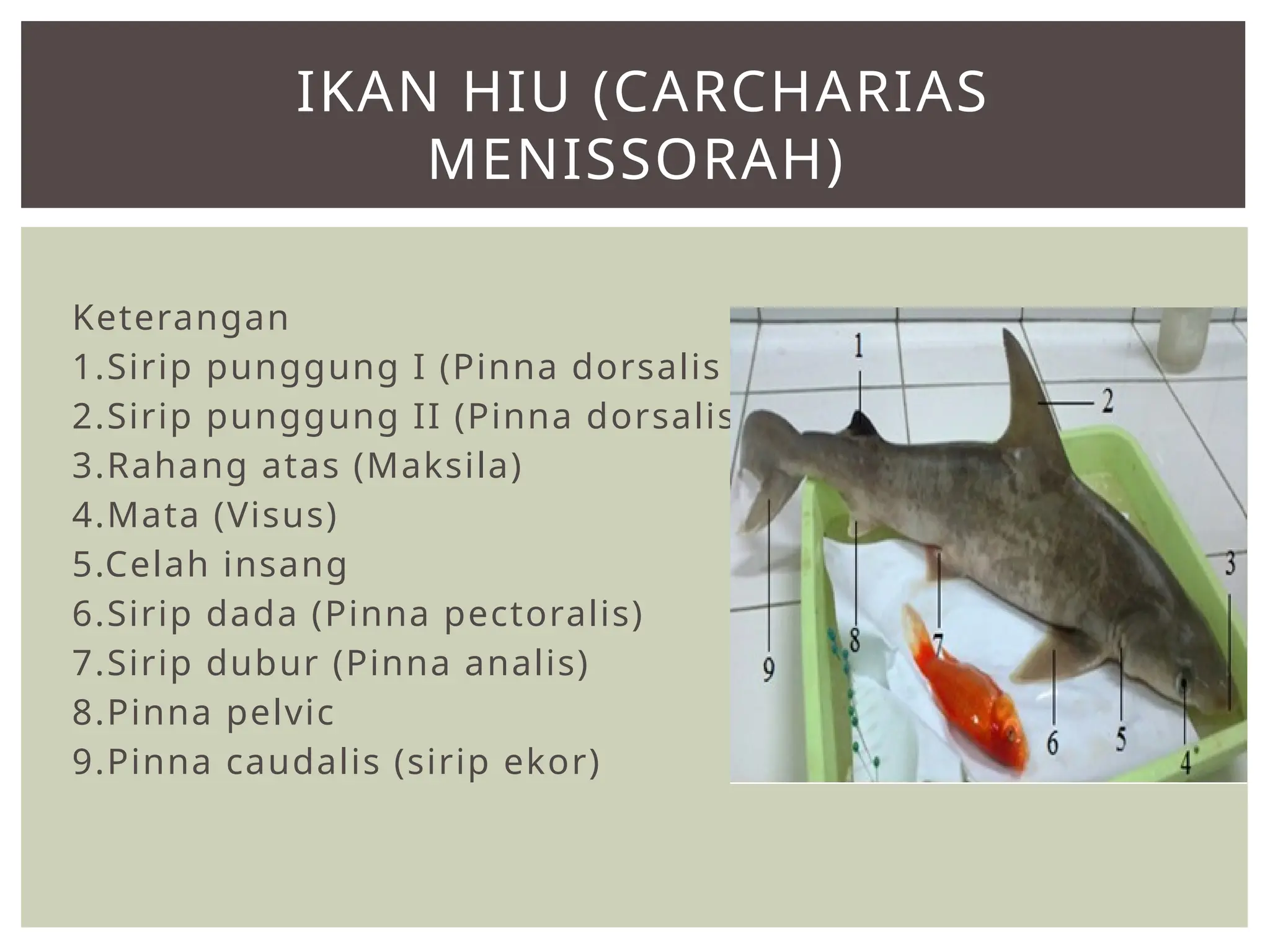 chondrichthyes (Ikan Bertulang Rawan) UNIVERSITAS GUNUNG LEUSER | PPTX