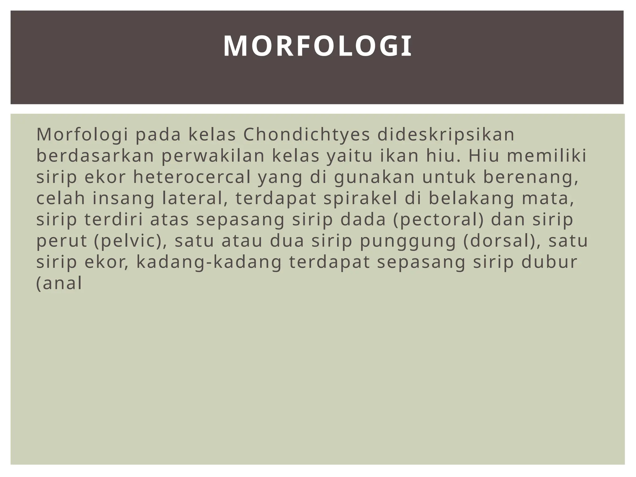 chondrichthyes (Ikan Bertulang Rawan) UNIVERSITAS GUNUNG LEUSER | PPTX