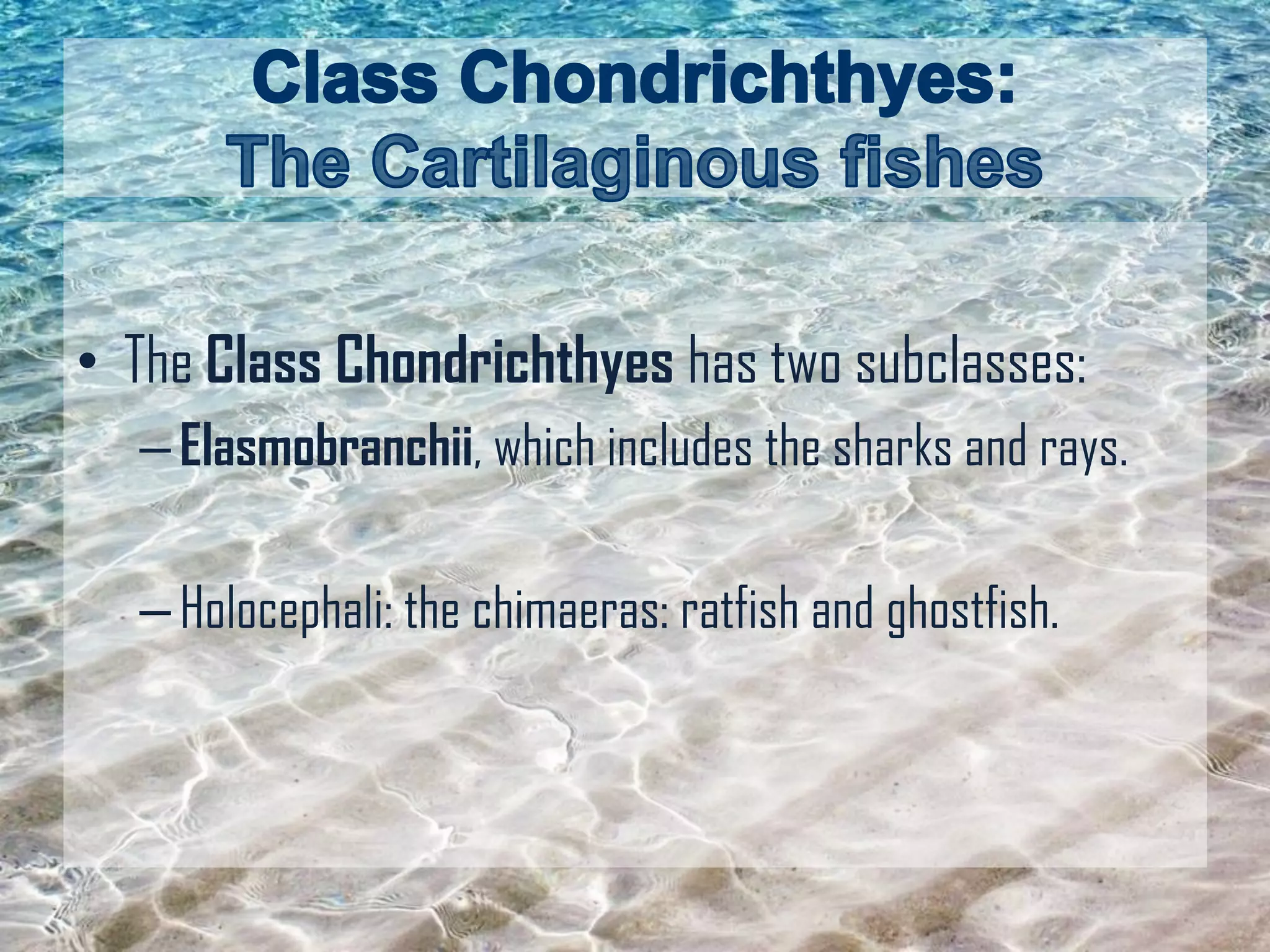 Phylum Chordata- Sub Phylum Vertebrata- Class Chondrichthyes By: Al ...