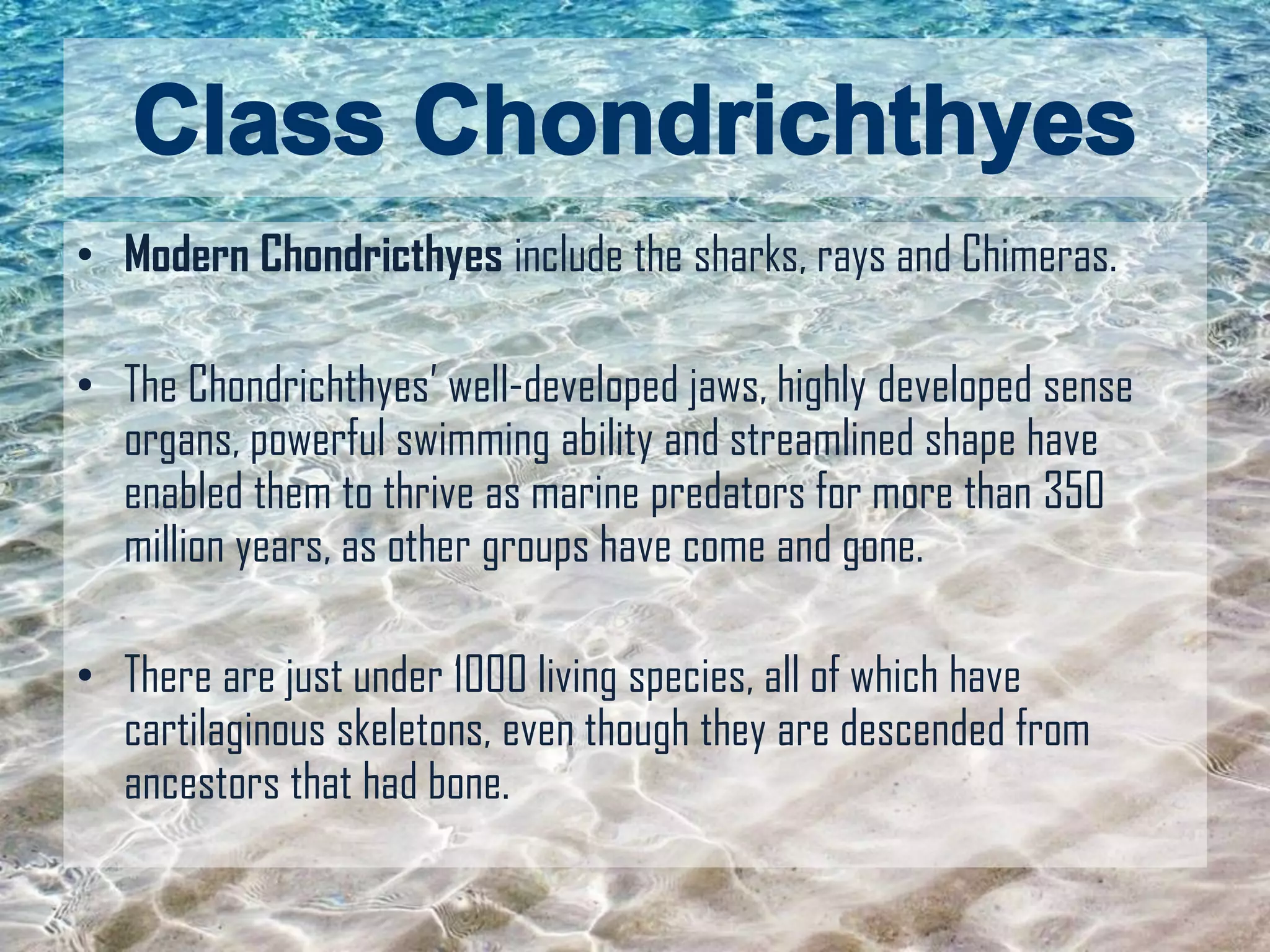 Phylum Chordata- Sub Phylum Vertebrata- Class Chondrichthyes By: Al ...