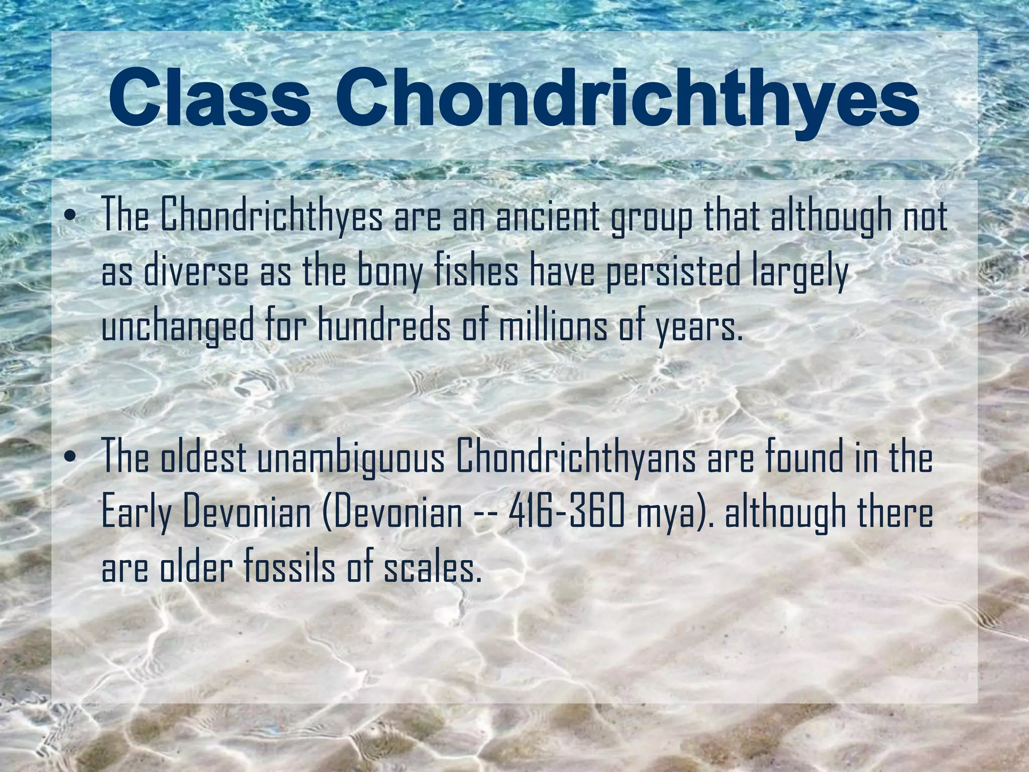 Phylum Chordata- Sub Phylum Vertebrata- Class Chondrichthyes By: Al ...