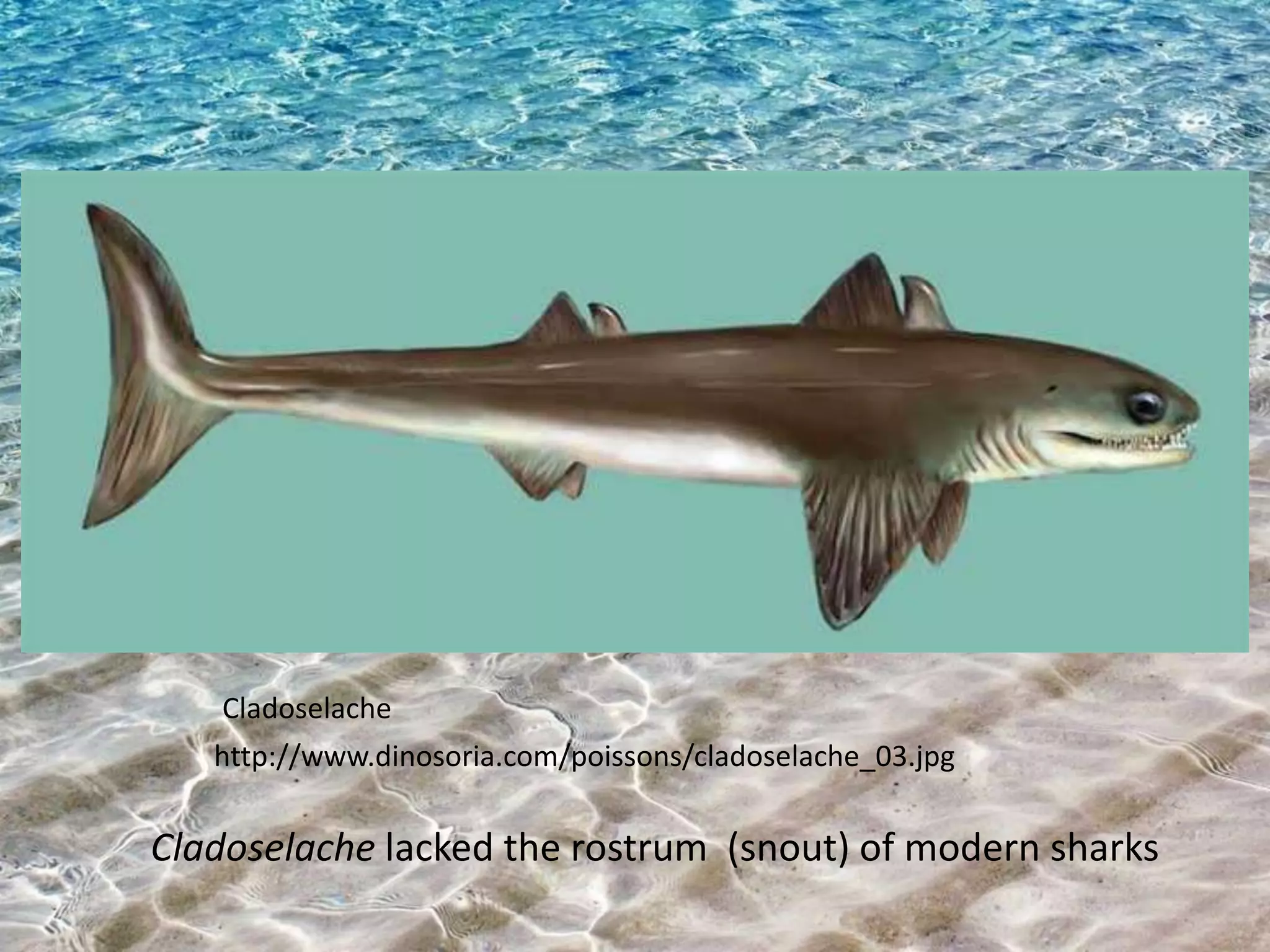 Phylum Chordata- Sub Phylum Vertebrata- Class Chondrichthyes By: Al ...