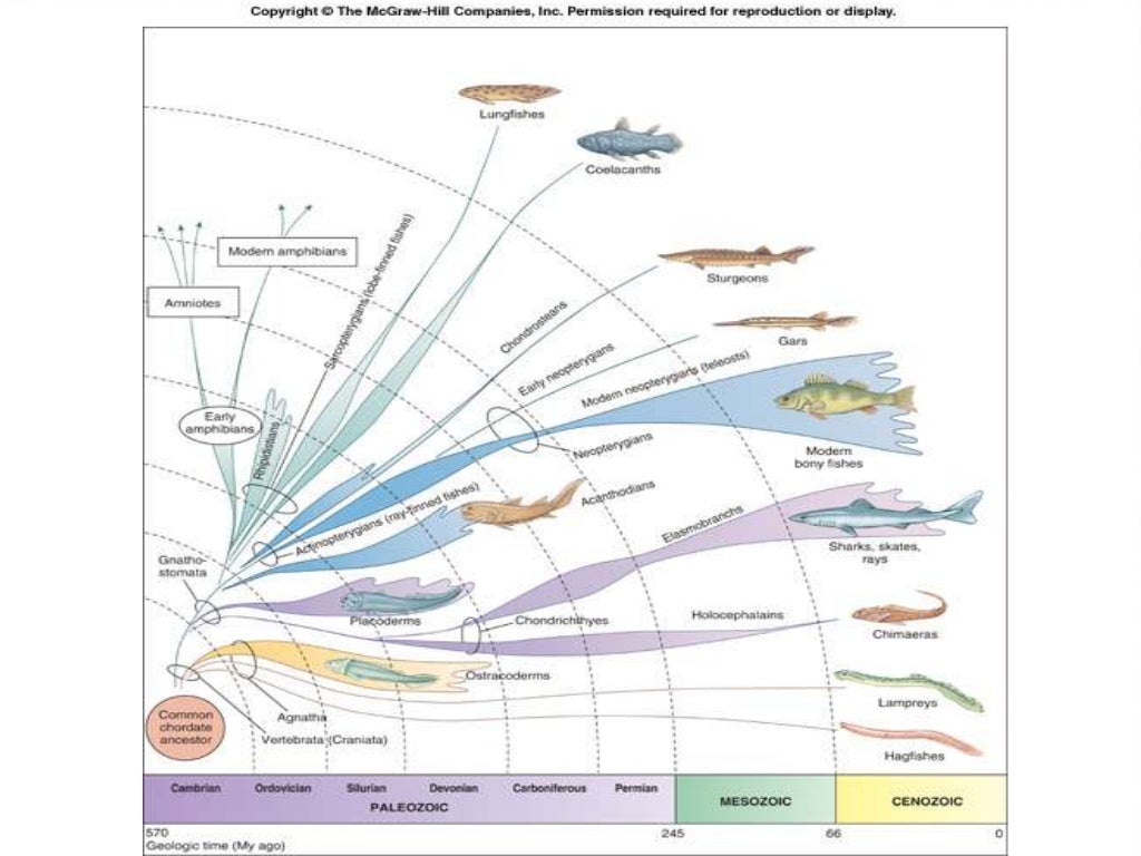 Phylum Chordata- Sub Phylum Vertebrata- Class Chondrichthyes By: Al-J…
