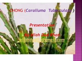 Choongan he choongan a vertile vegetable by Allah Dad Khan | PPT