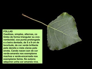 Chopo, lamigueiro (Populus nigra) | PPT