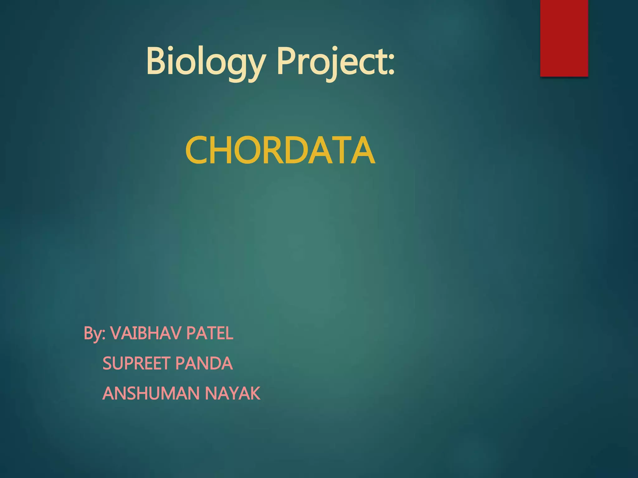 Phylum Chordata (PowerPoint Presentation) | PPTX