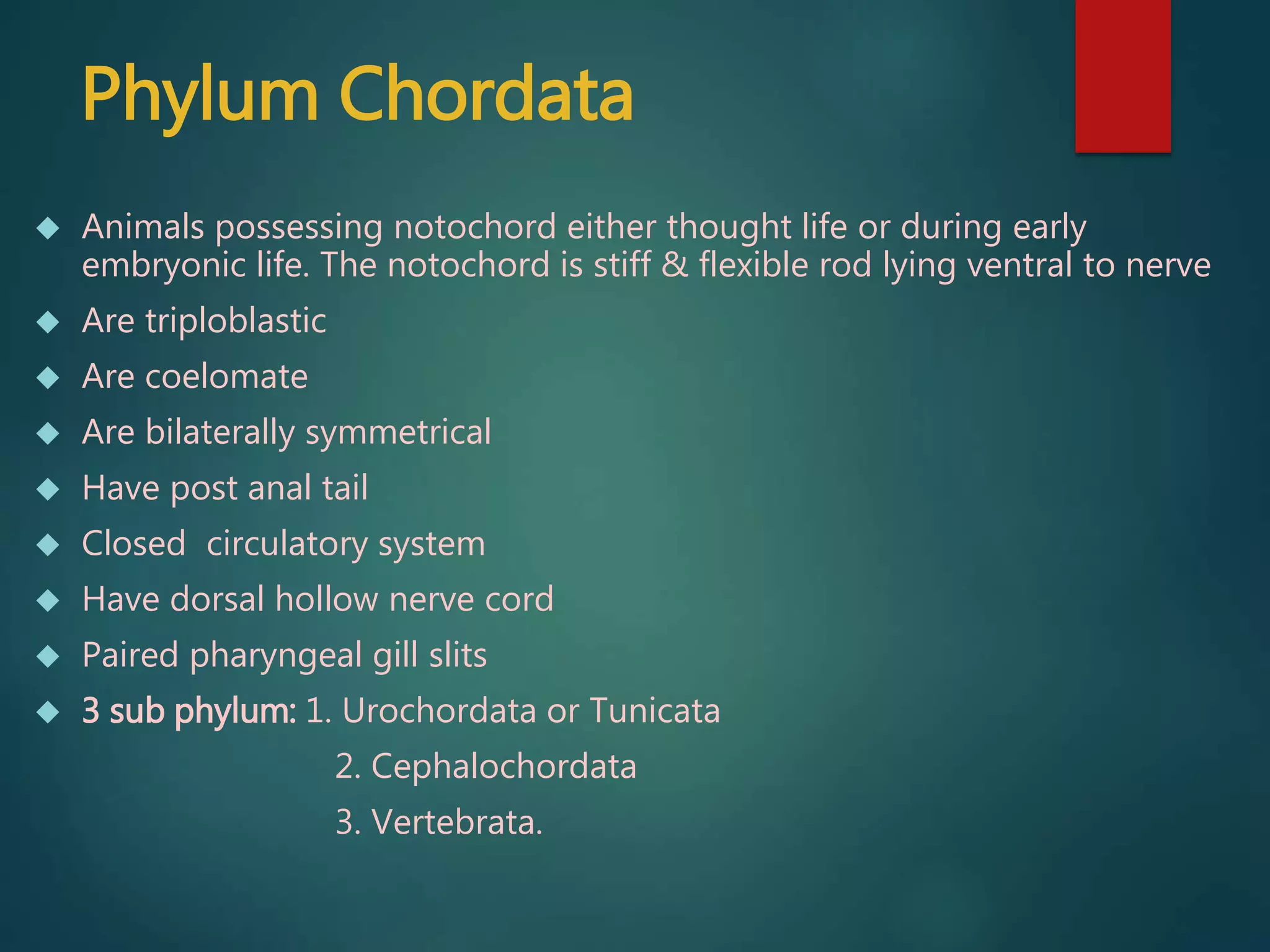 Phylum Chordata (PowerPoint Presentation) | PPTX
