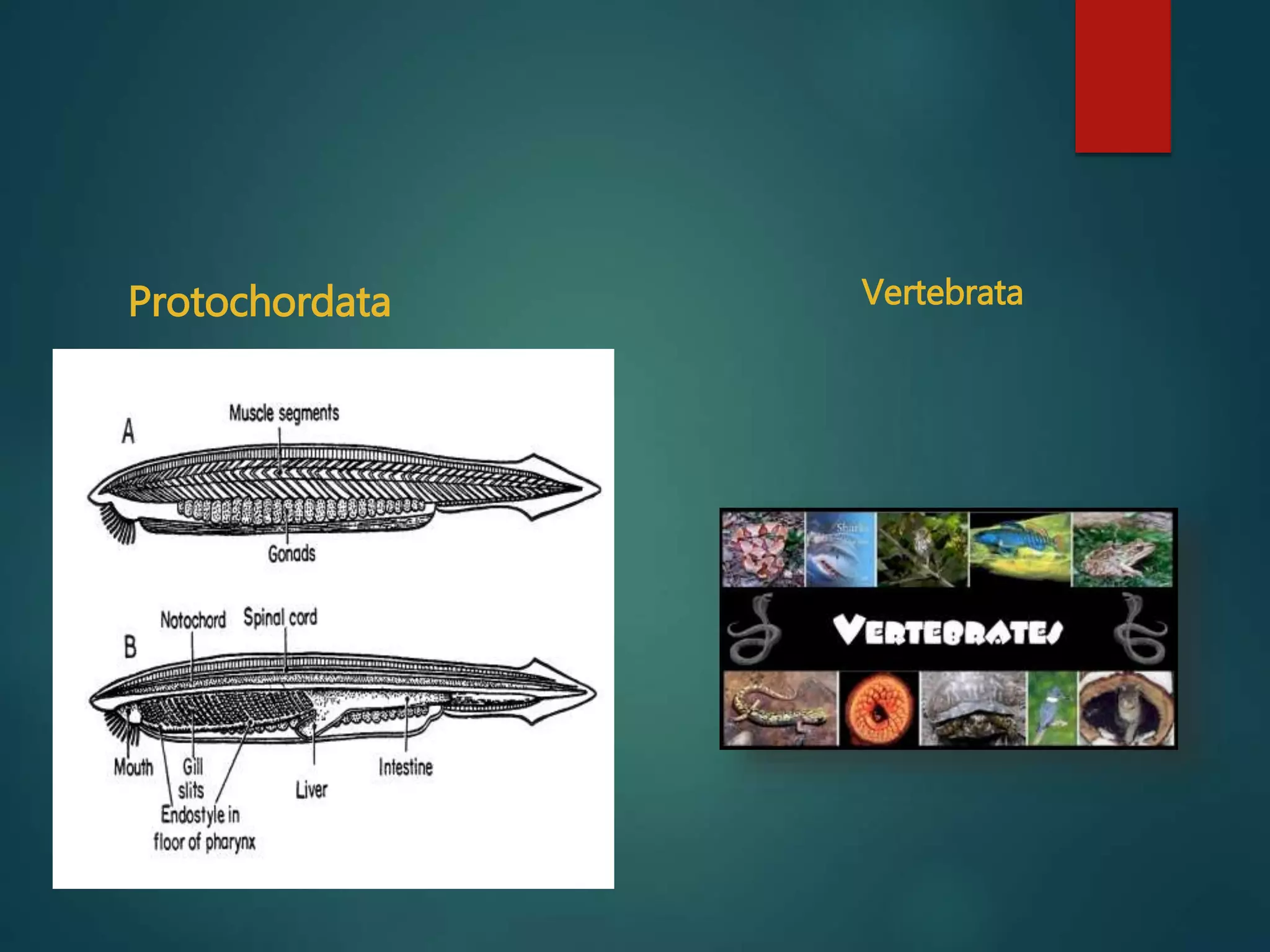 Phylum Chordata (PowerPoint Presentation) | PPTX