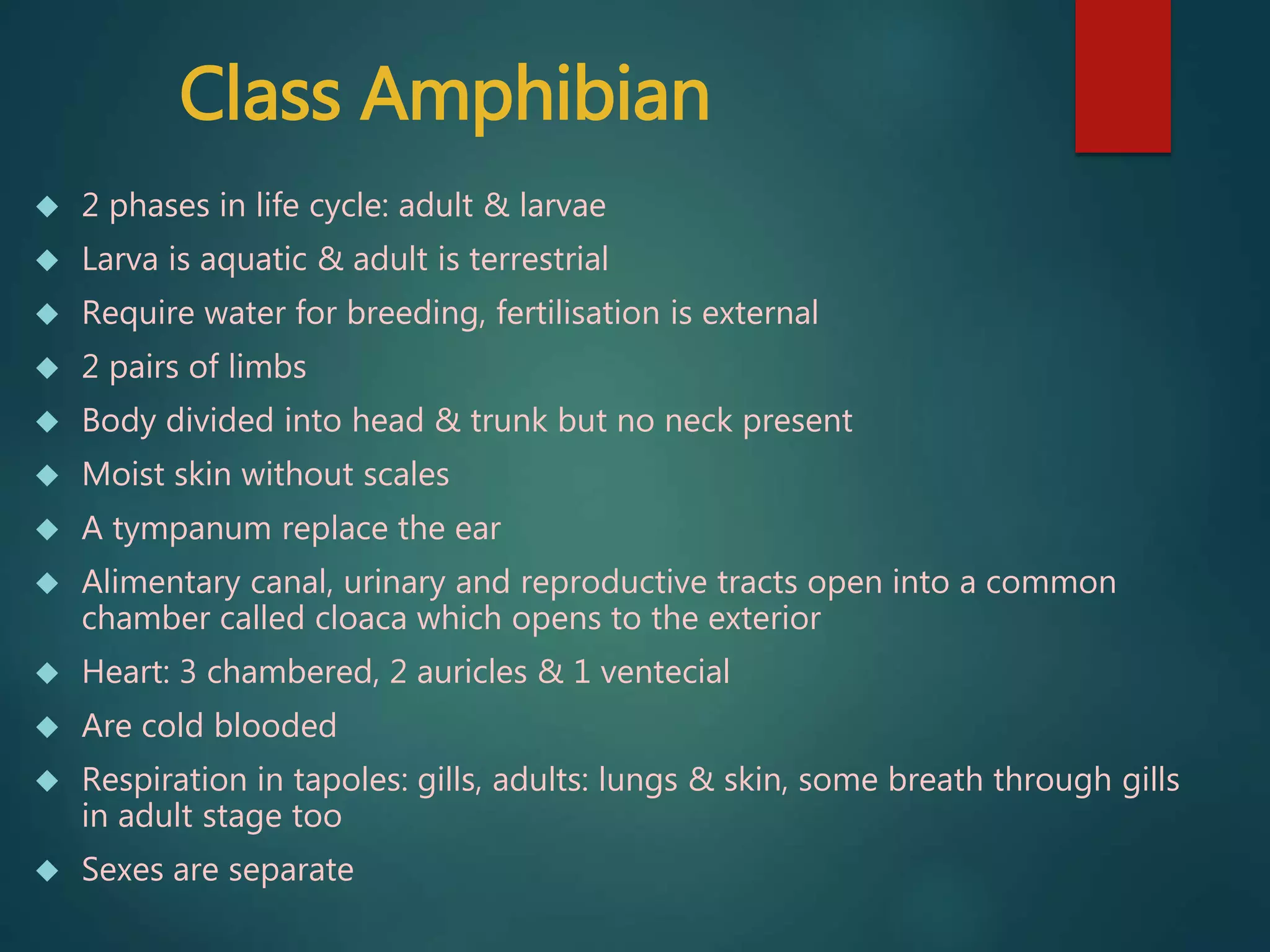 Phylum Chordata (PowerPoint Presentation) | PPTX