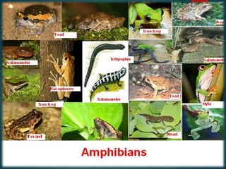 Phylum Chordata (PowerPoint Presentation) | PPTX