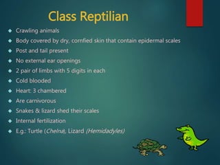 Phylum Chordata (PowerPoint Presentation) | PPTX