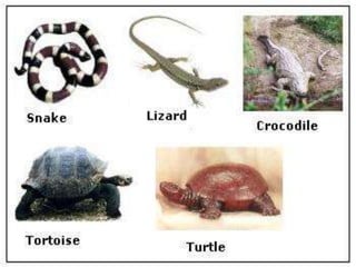 Phylum Chordata (PowerPoint Presentation) | PPTX