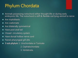 Phylum Chordata Characteristics