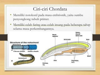 Chordata | PPTX