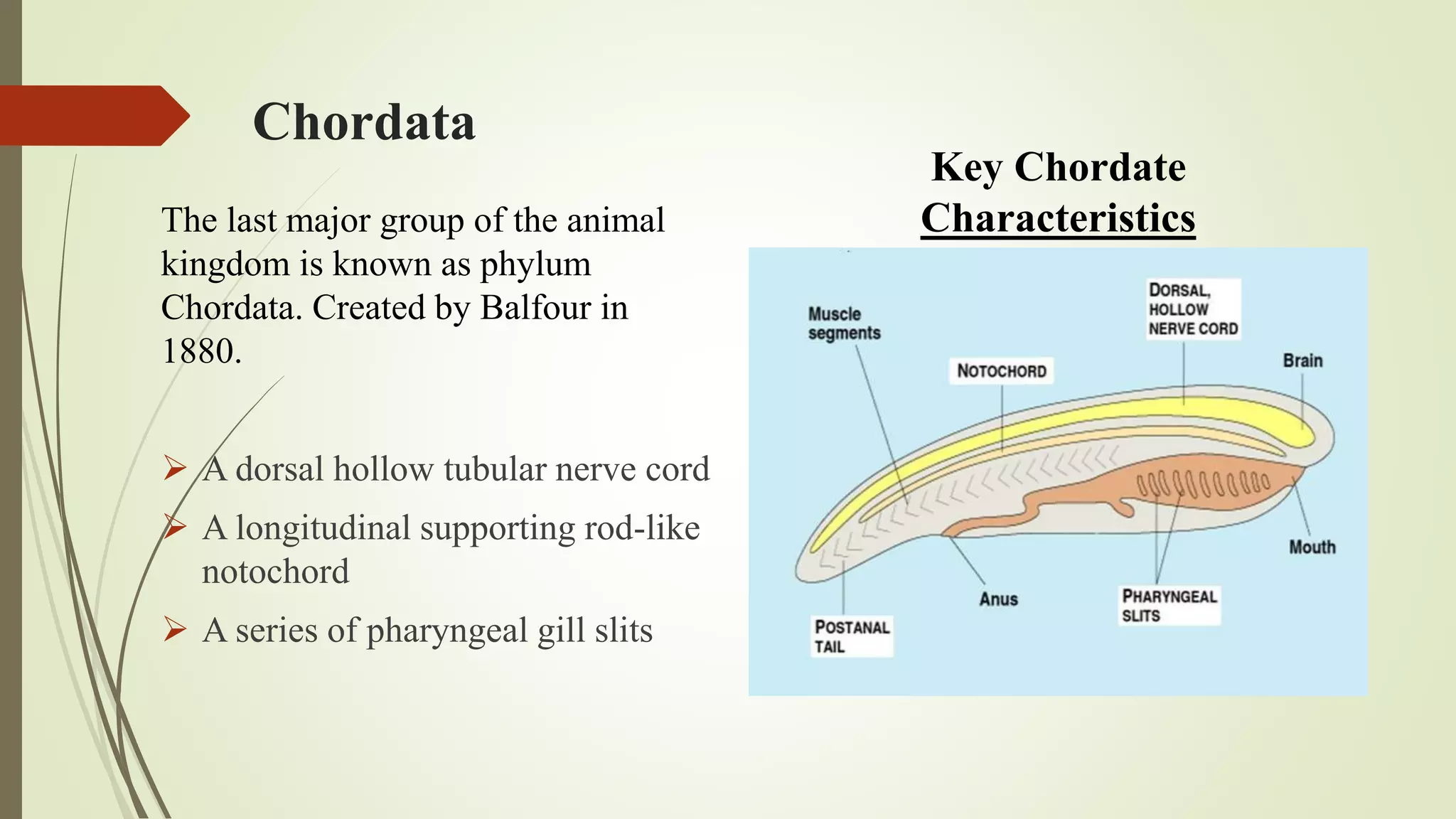 Chordata | PPTX
