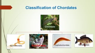 Chordata | PPTX