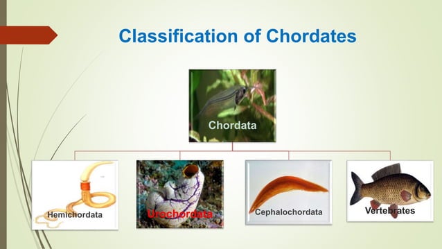 Chordata | PPTX