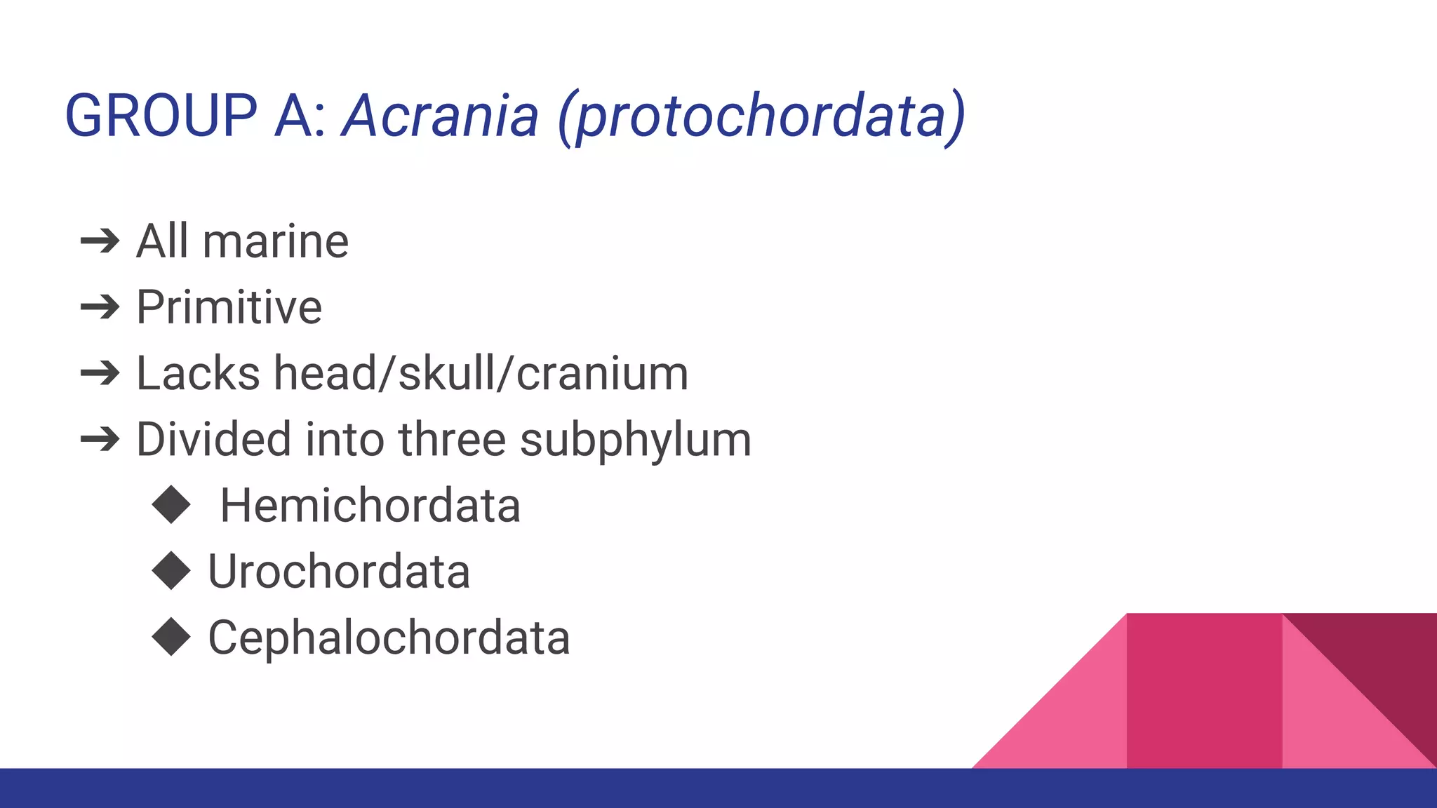 Chordata | PPTX