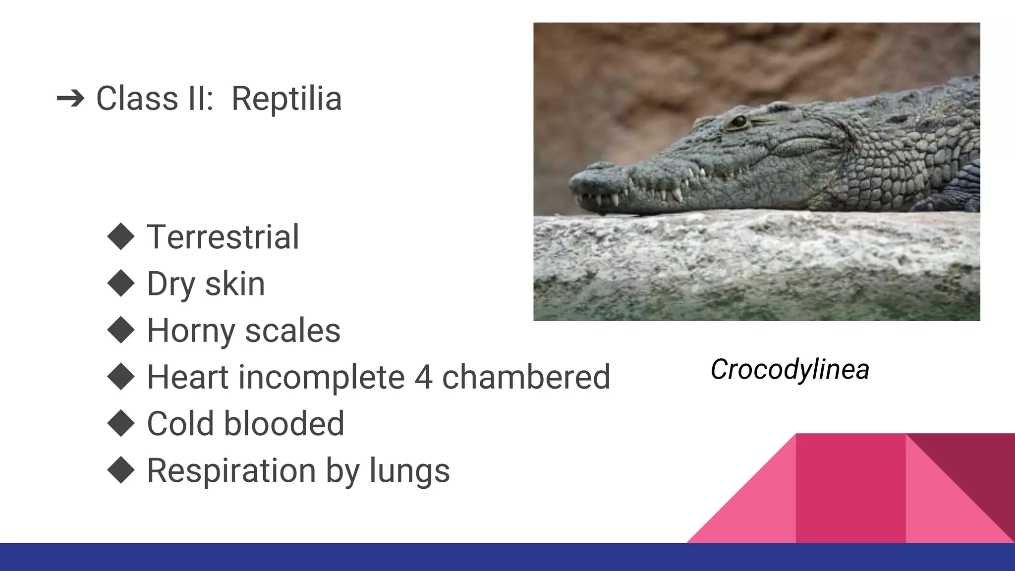 Chordata | PPTX