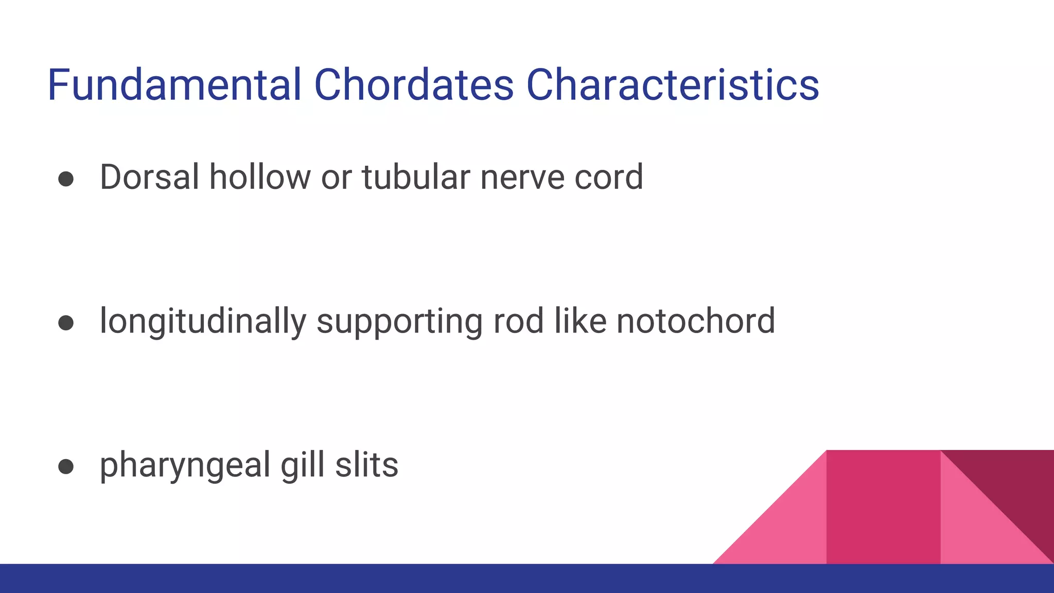 Chordata | PPTX