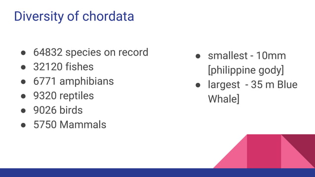 Chordata | PPTX