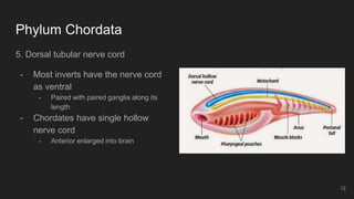 Chordata | PPTX