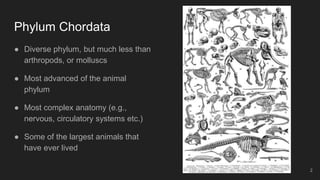 Chordata | PPTX