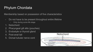 Chordata | PPT