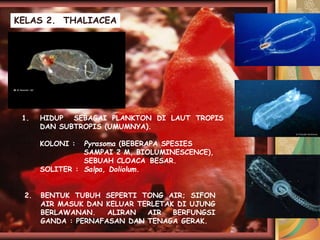 Chordata.ppt