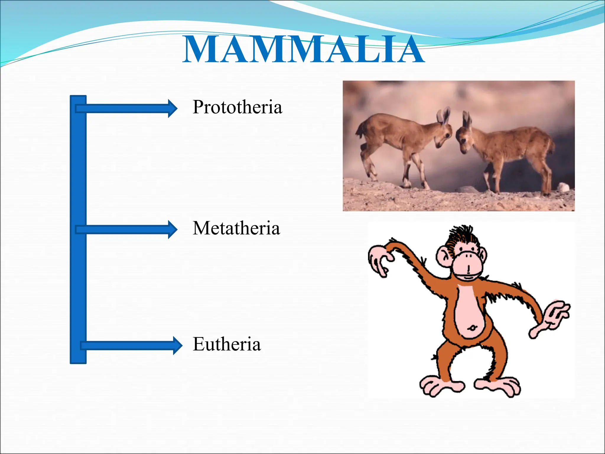 Allied Zoology Short Key-Chordate | PPT