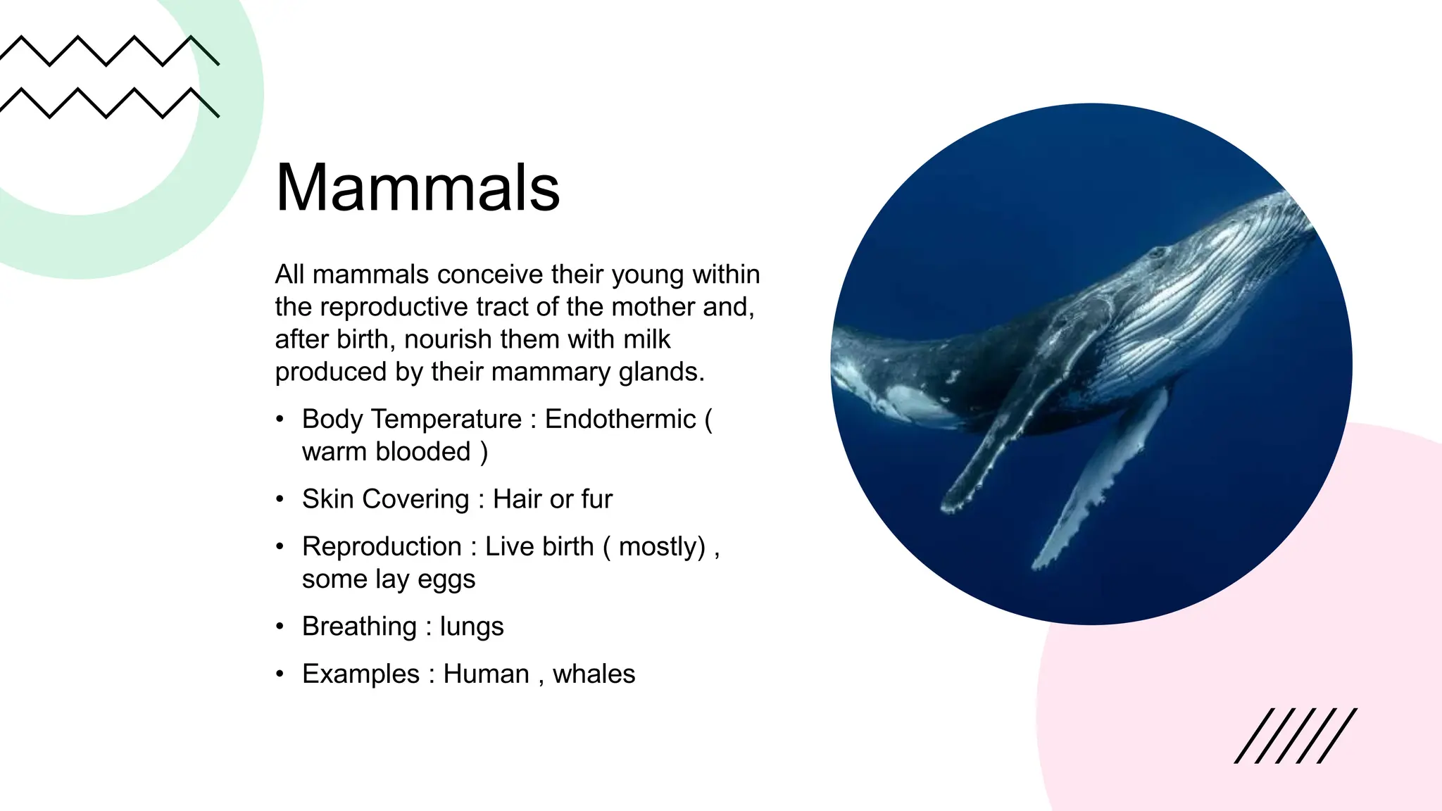 Presentation phylum Chordata class Aves.pptx